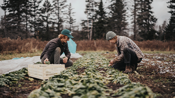 Winter Harvest - Encourage Winter Agriculture | Picbois Productions